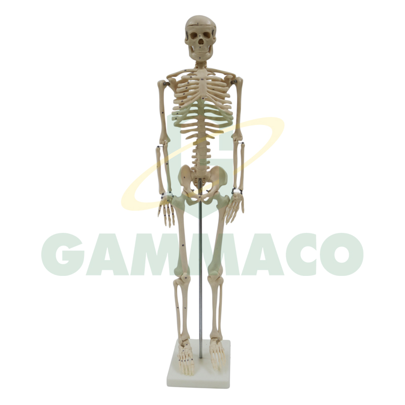 85 cm. tall, Human skeleton (No Base)